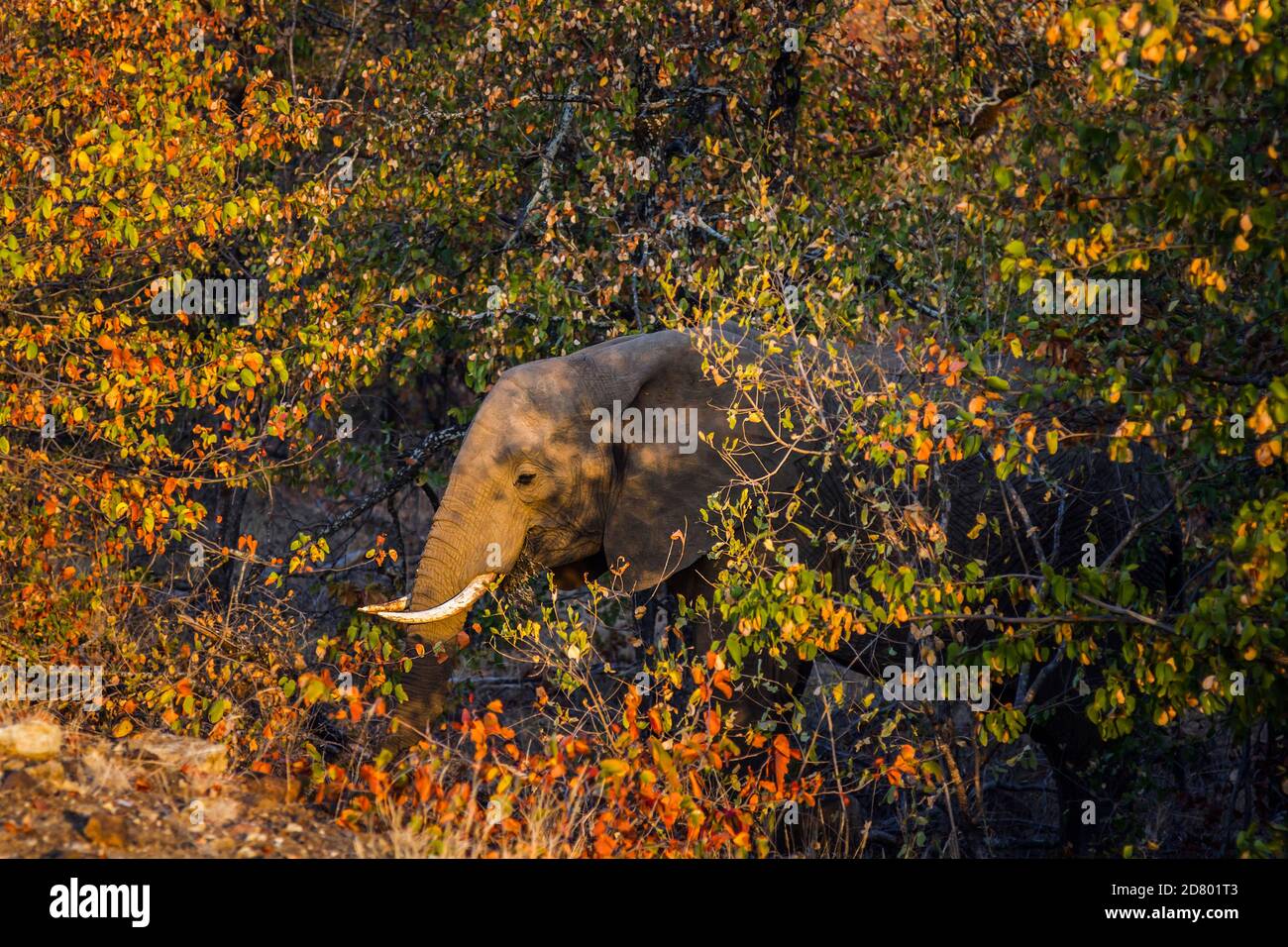 African bush elephant portrait in fall colors foliage in Kruger ...