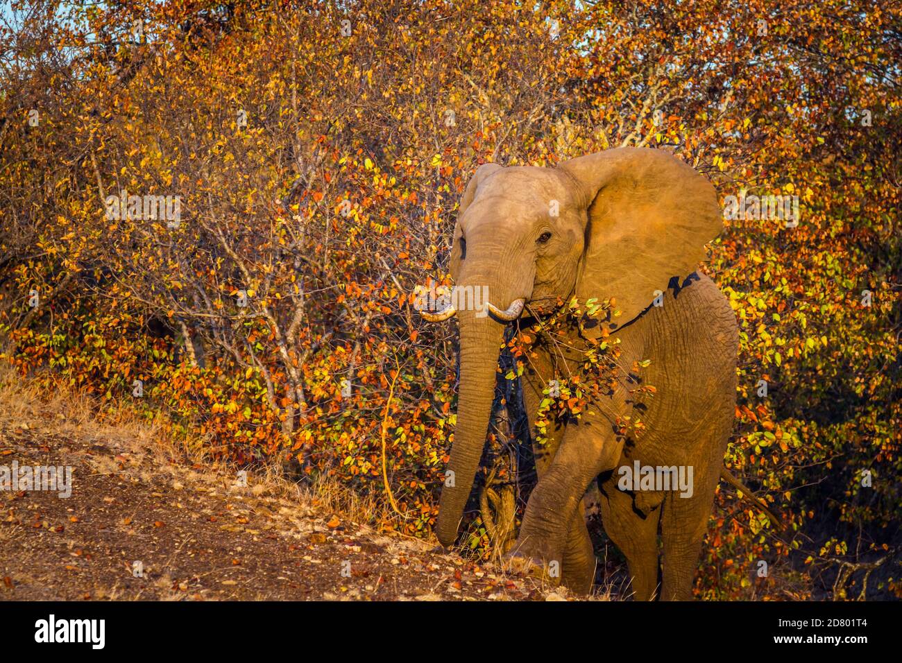 African bush elephant walking up from the fall colors bush in Kruger ...