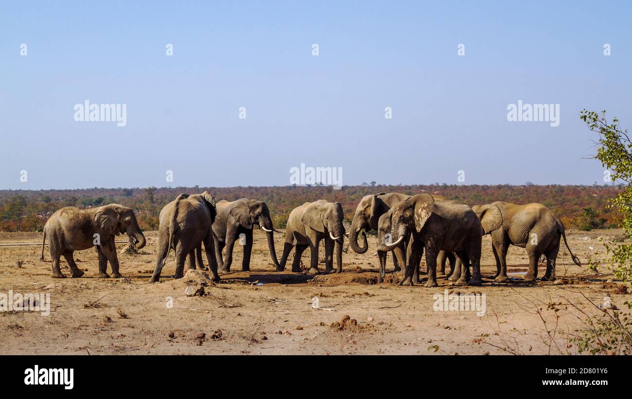 African ele hi-res stock photography and images - Alamy