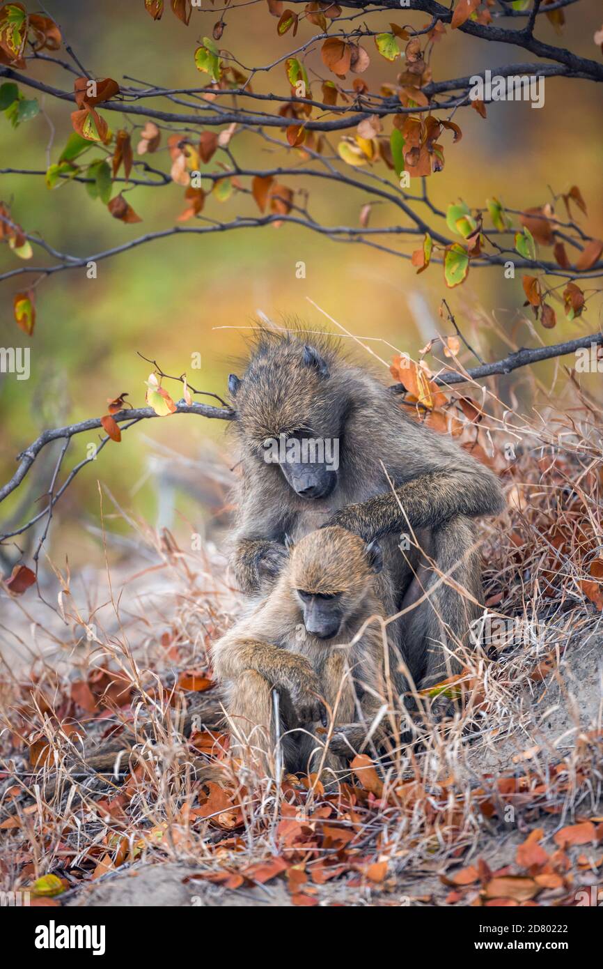 Mother delousing hi-res stock photography and images - Alamy