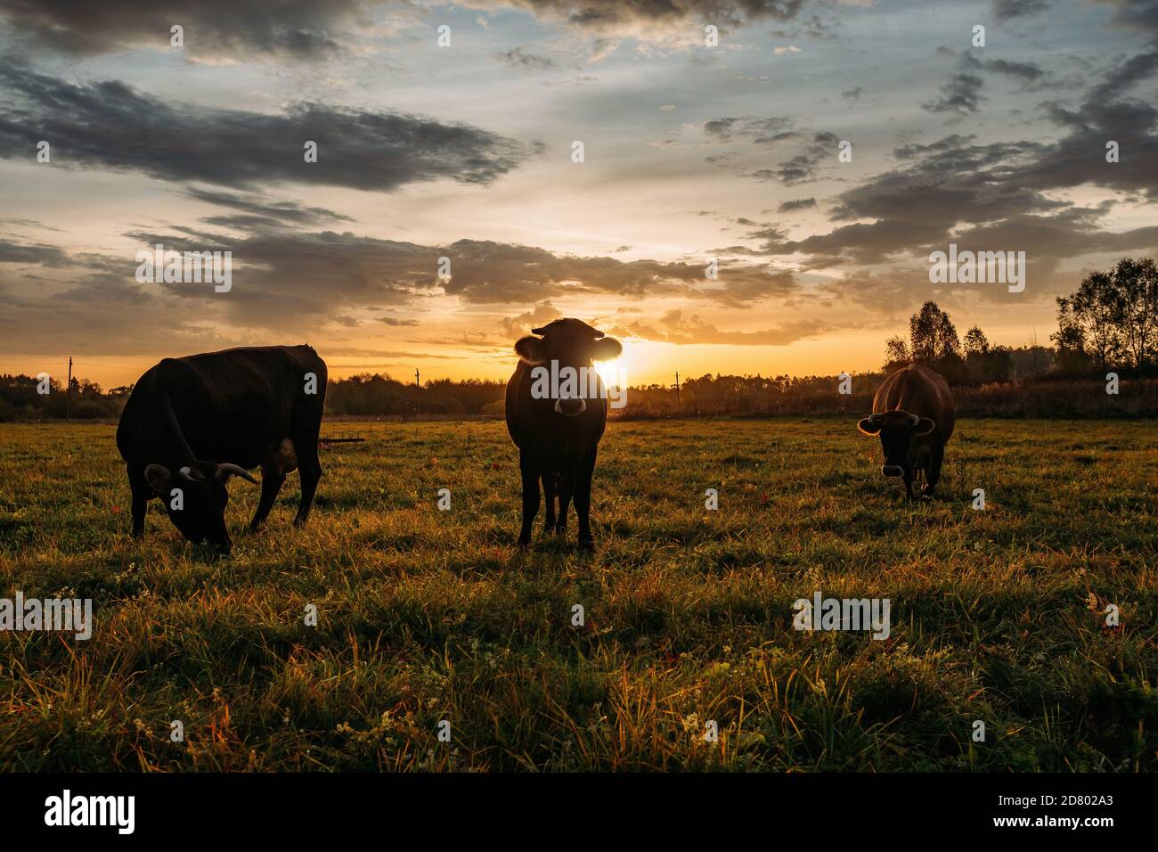Diary Cow Sunset High Resolution Stock Photography and Images - Alamy
