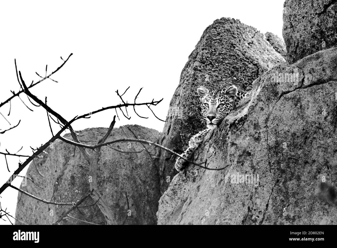 Leopard lying down in rock boulder in Kruger National park, South ...