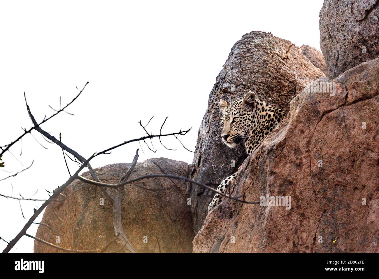 Leopard lying down in rock boulder in Kruger National park, South ...