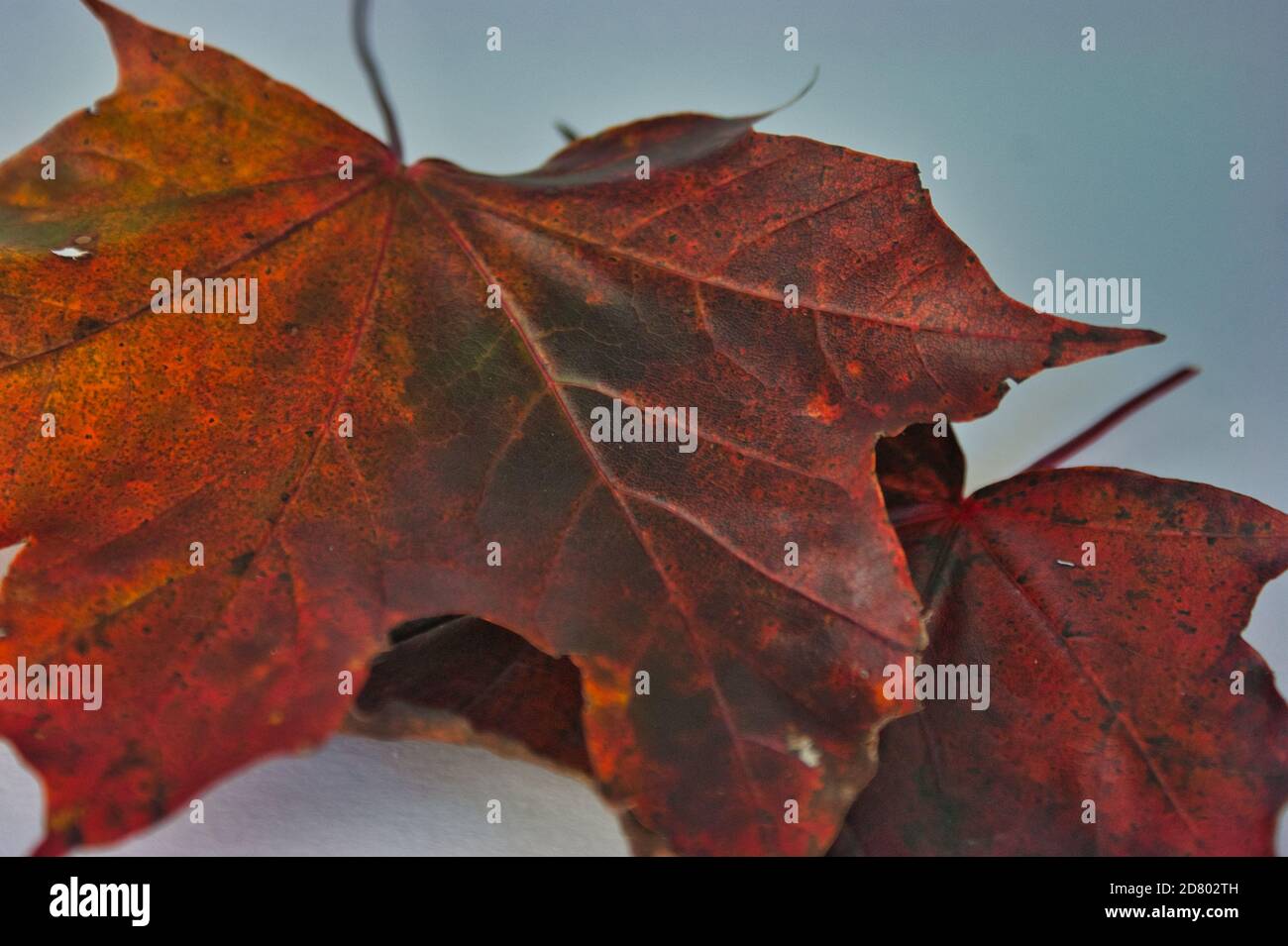 Orange and brown maple leaves hi-res stock photography and images - Alamy