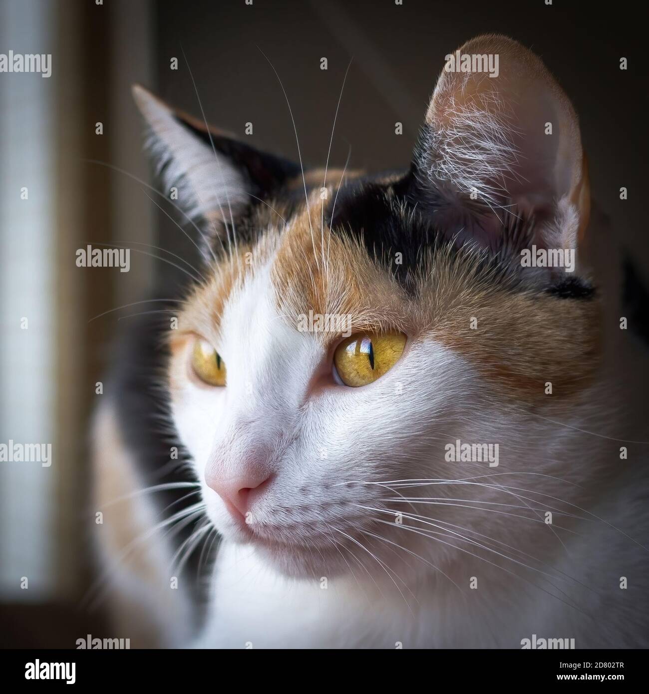 Orange tabby and calico cats hi-res stock photography and images - Alamy