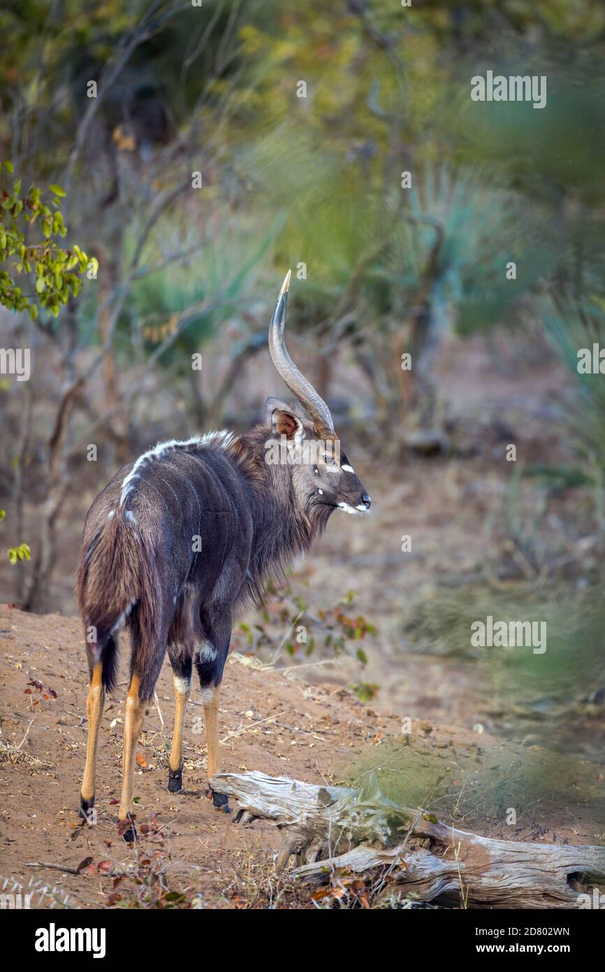Nyala male standing rear view in Kruger National park, South Africa ...