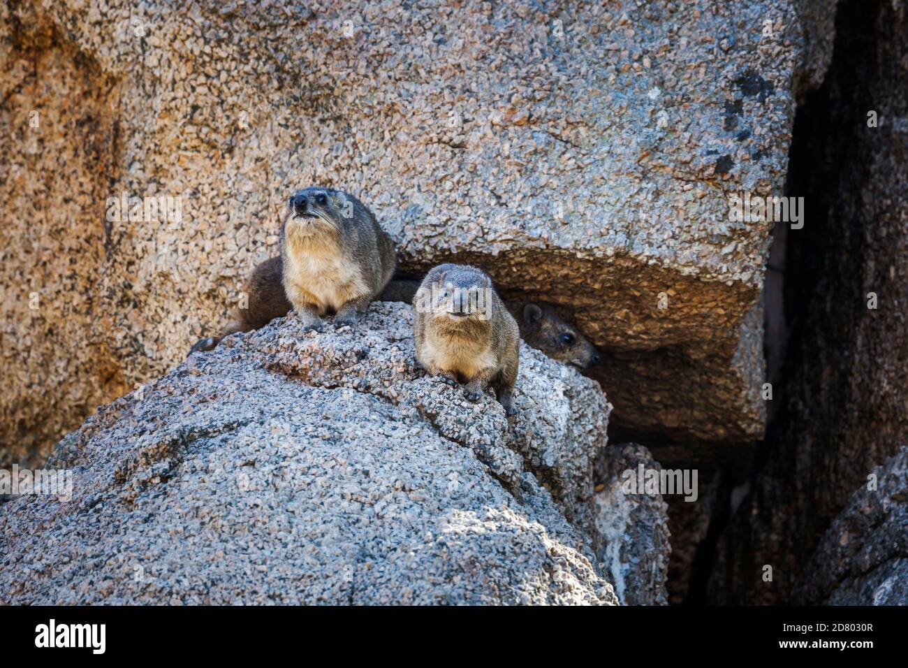 Three Rock hyrax standing in a rock in Kruger National park, South ...