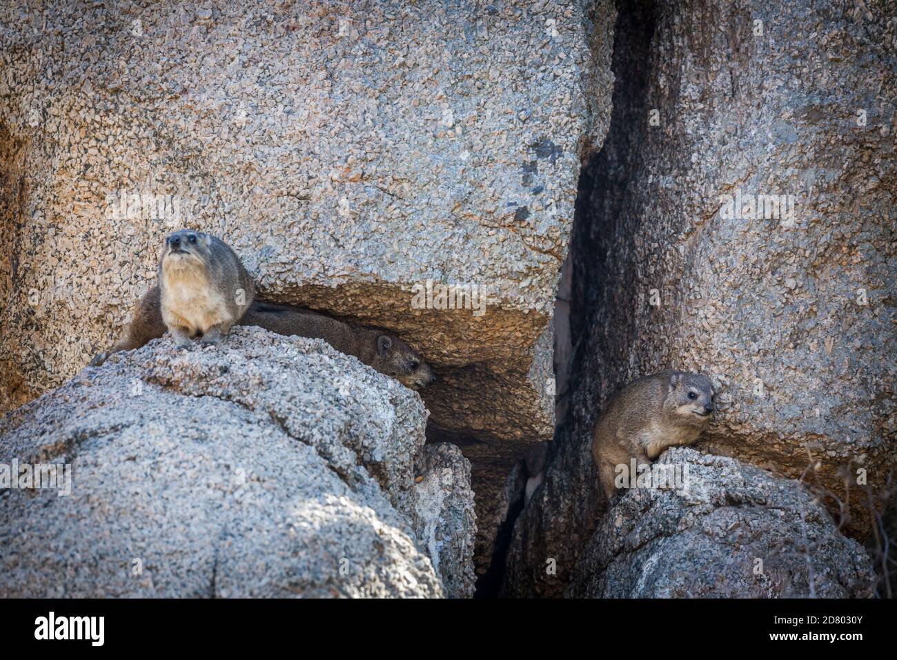 Three Rock hyrax standing in a rock in Kruger National park, South ...