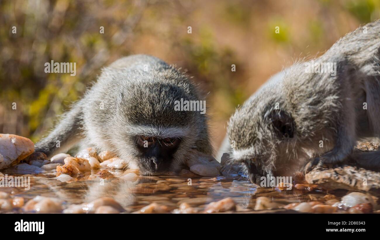 Two Vervet monkeys portrait drinking in waterhole in Kruger National ...