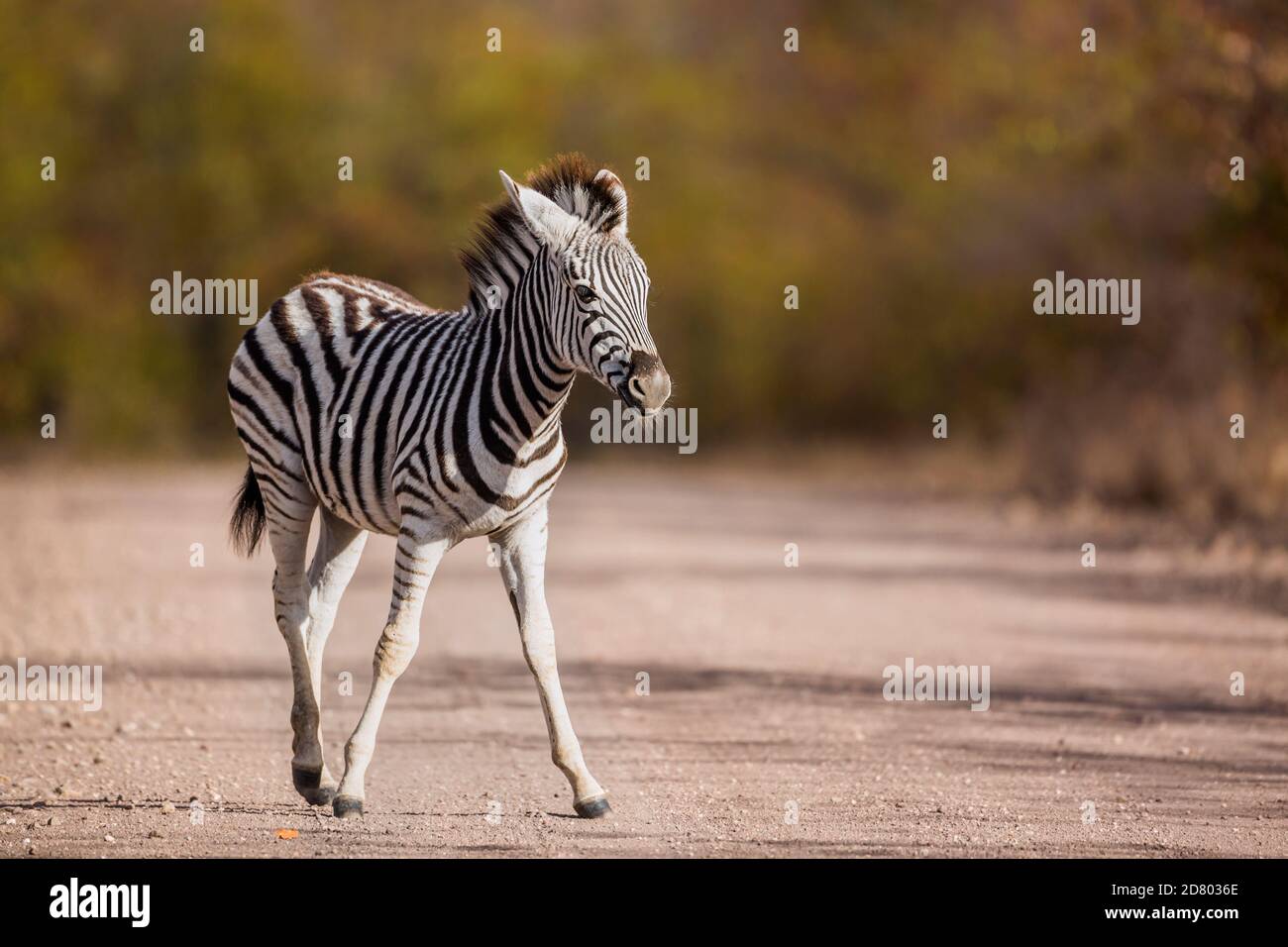 Baby Plains zebra standing on safari gravel road in Kruger National ...