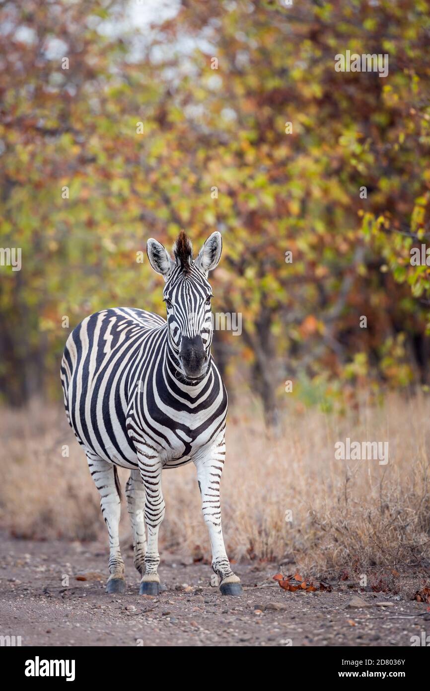 Plains zebra standing in fall color foliage background in Kruger ...
