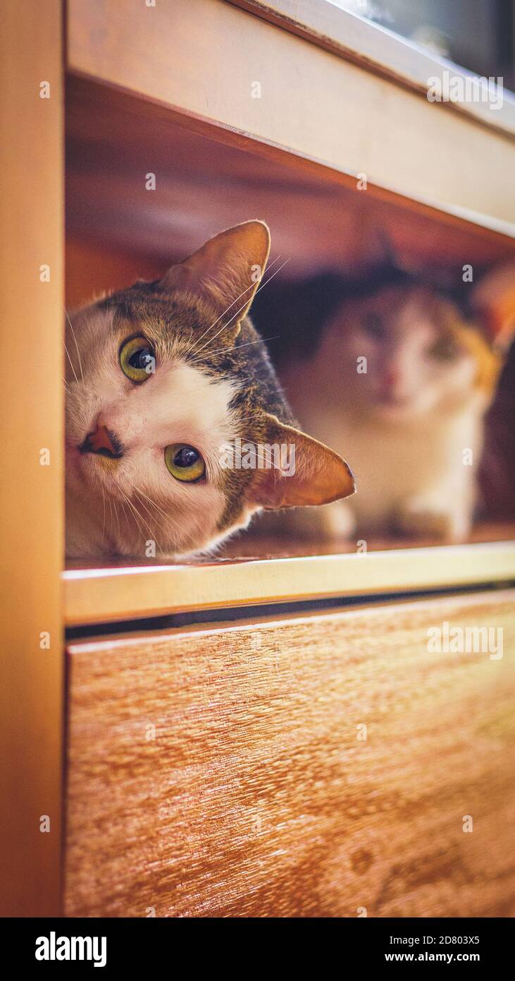Curiosity unfocused hi-res stock photography and images - Alamy