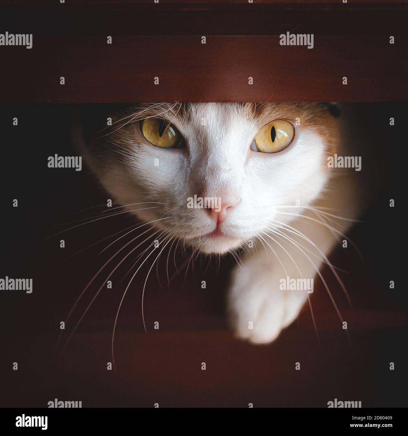 An adorable female cat hiding and peeking out of furniture while looks ...