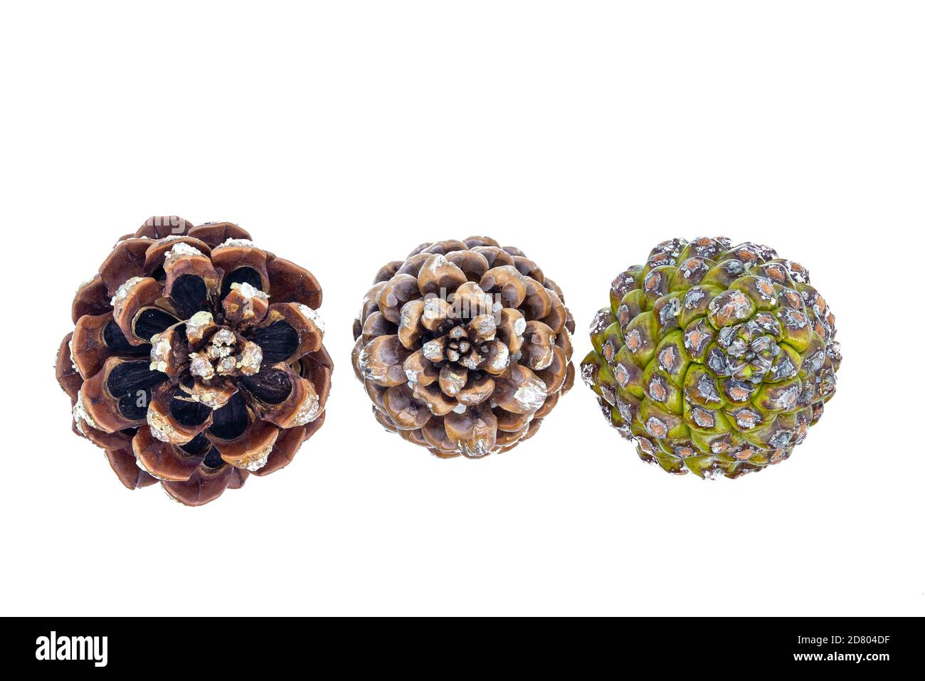 Pinus pinea needles Cut Out Stock Images & Pictures - Alamy