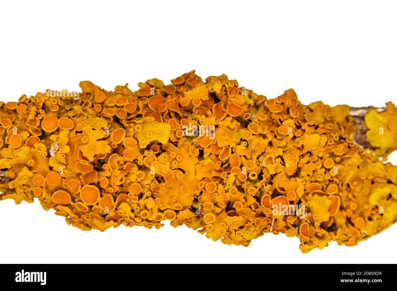 Detail of fungus on the bark of a bush. The bark of trees and bush are ...