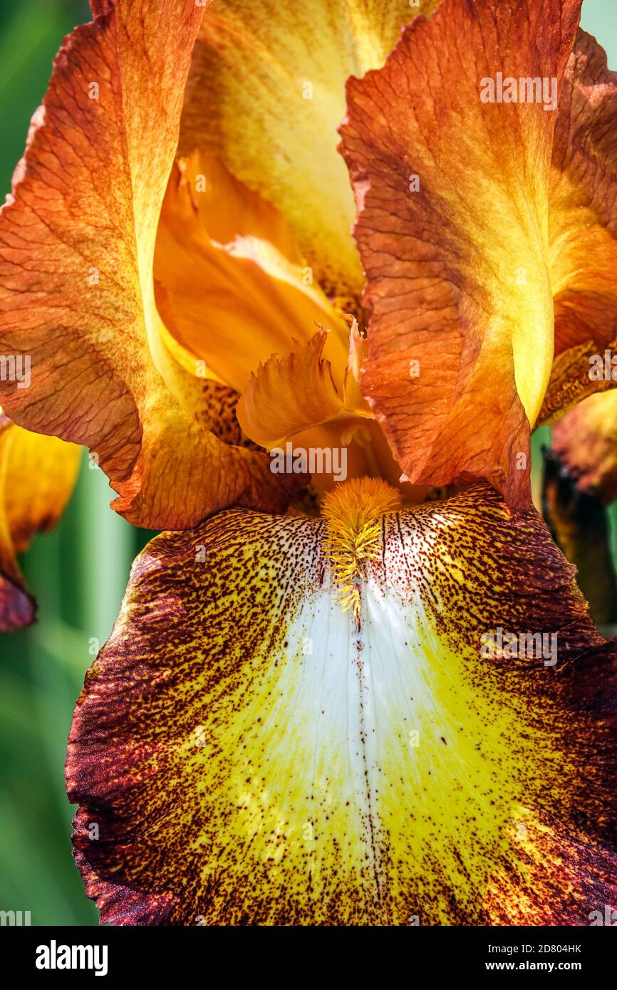 Close up brown iris hi-res stock photography and images - Alamy