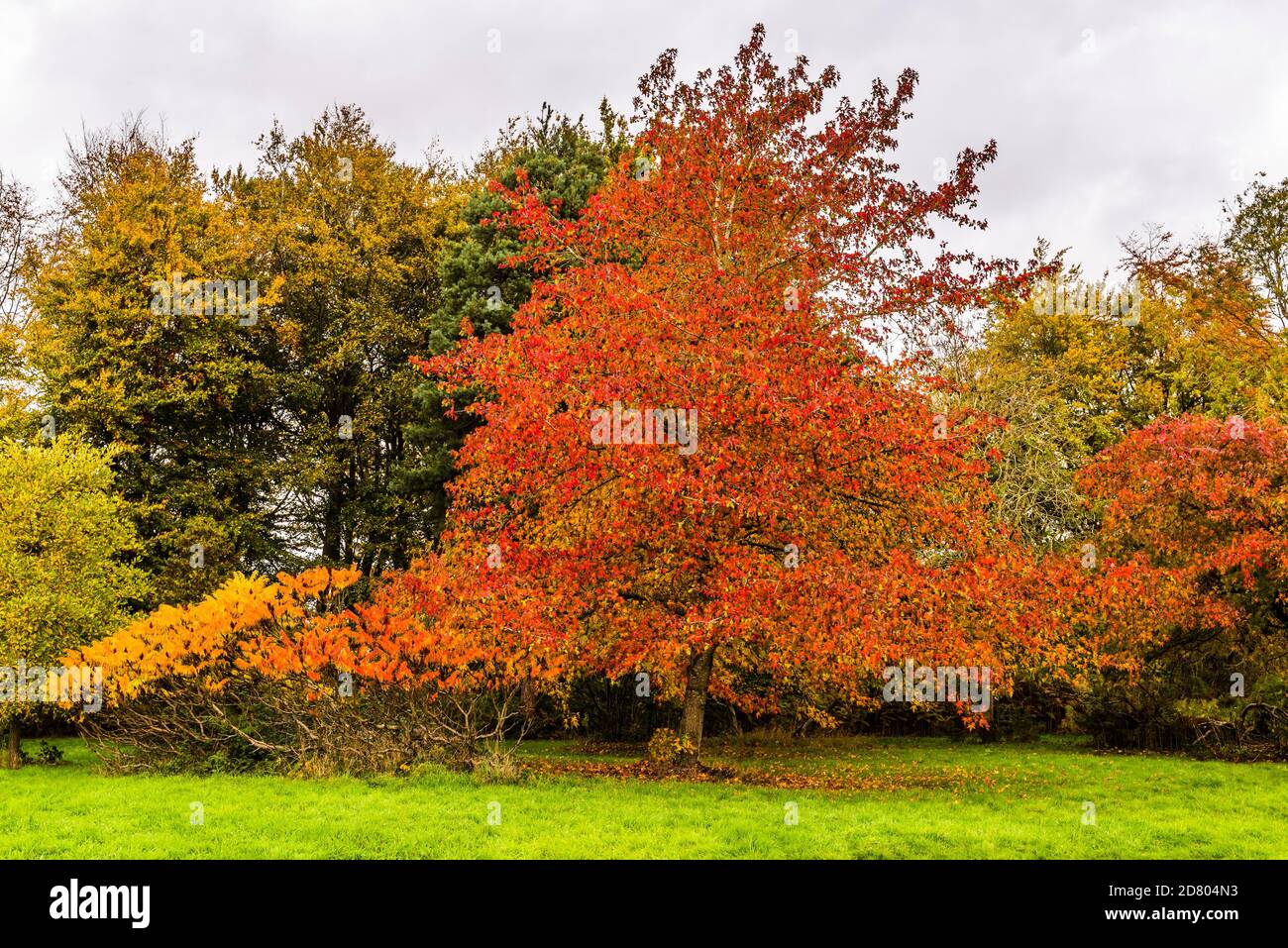 Red Liquidambar tree in autumn colours at Marks Hall, Essex, UK Stock ...