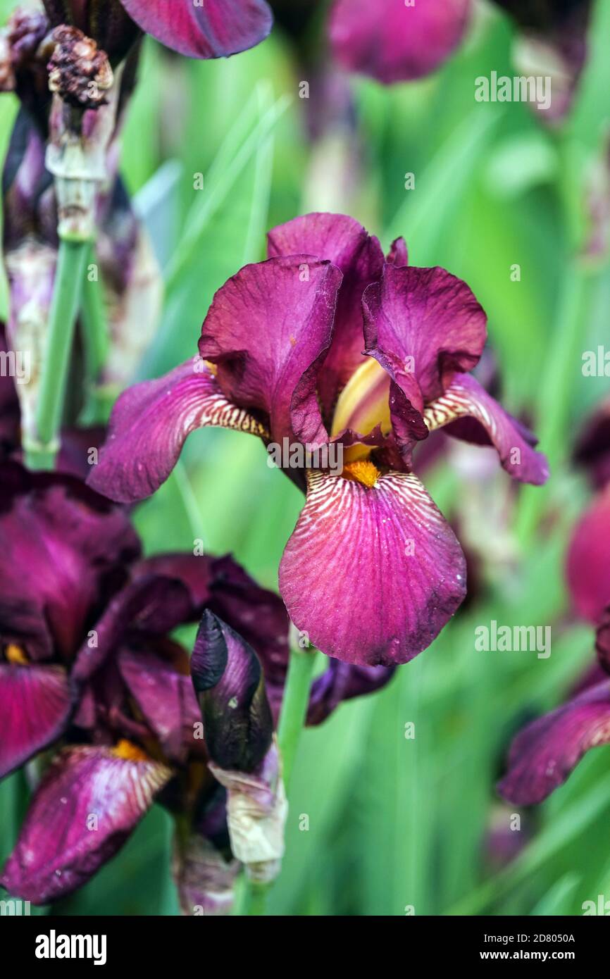 Tall Bearded Iris "Cheese And Wine Stock Photo - Alamy