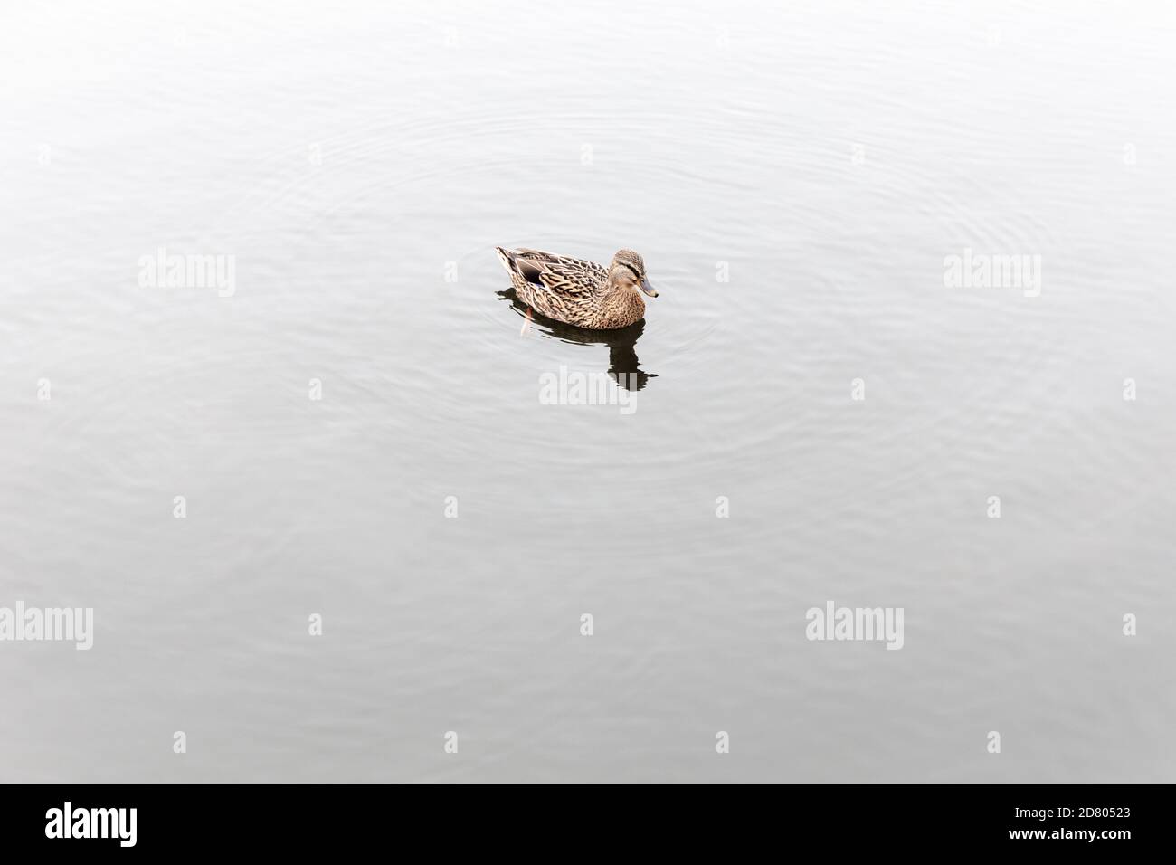 Duck floating on water Stock Photo - Alamy