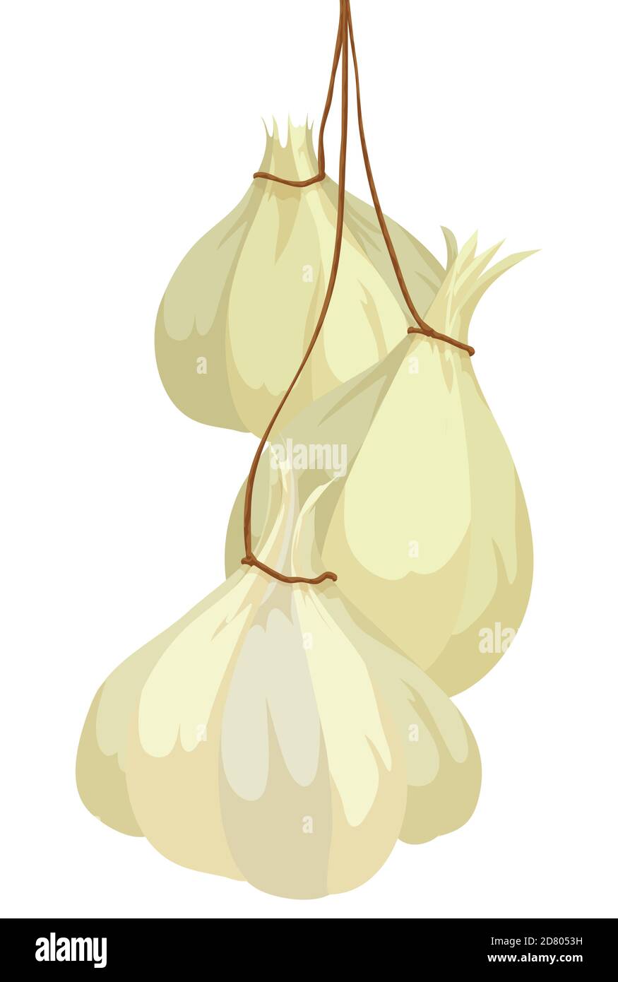 Hanging garlic bundle with handcraft rope, isolated over white ...