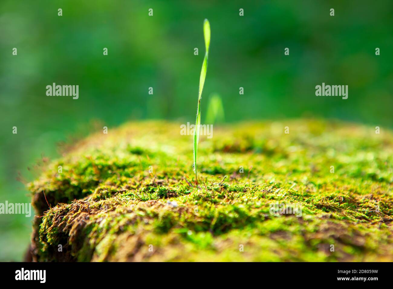 Single grass growing on the moss Stock Photo - Alamy