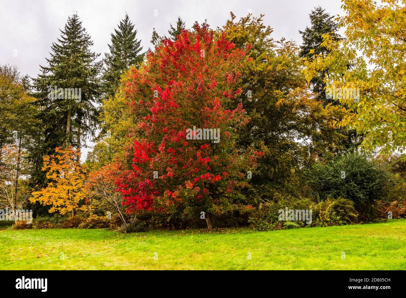 Red Acer tree in autumn colours at Marks Hall, Essex, UK Stock Photo ...