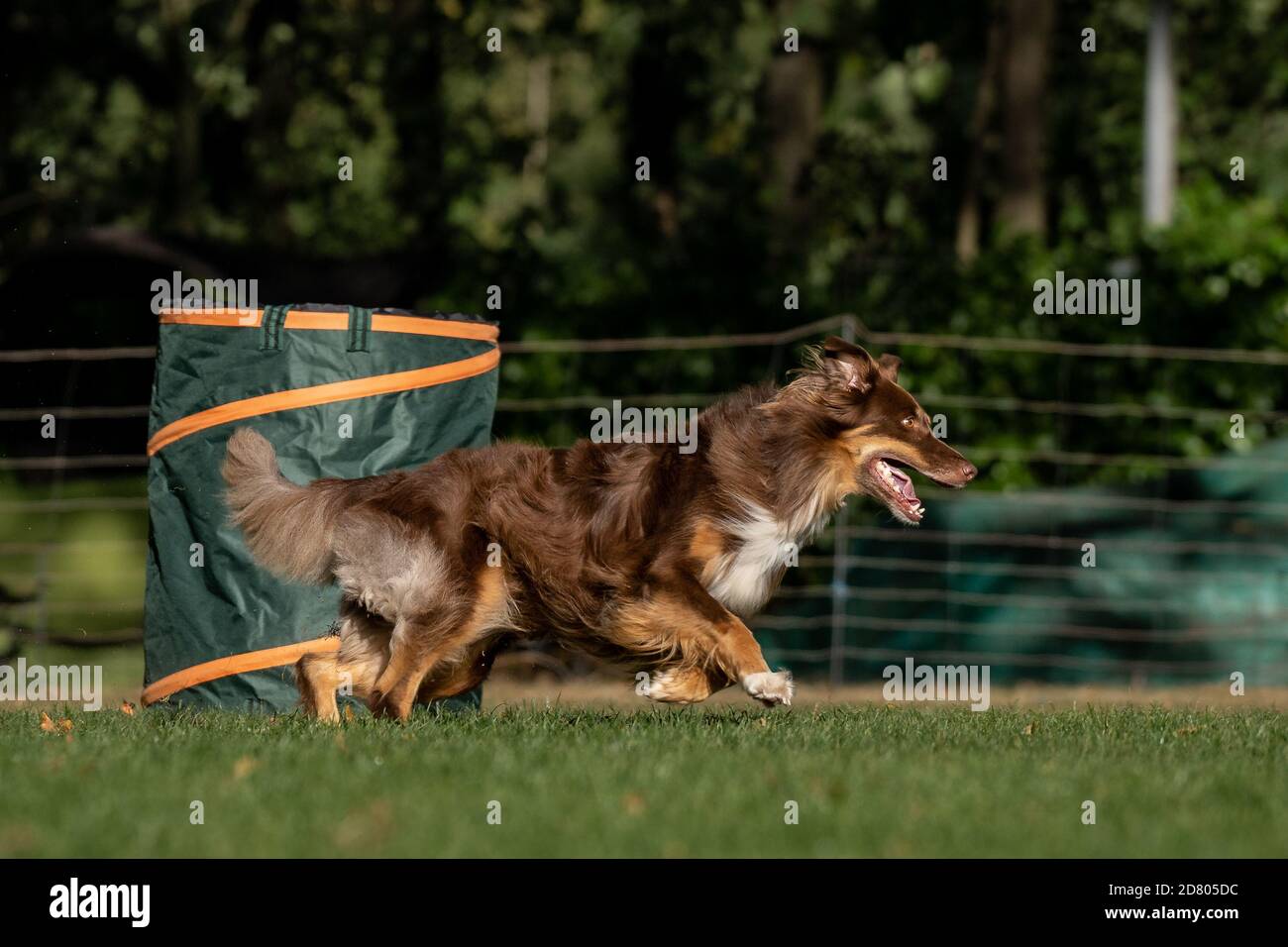 Dog at hoopers parcours / Hund im Hoopers Parcour Stock Photo - Alamy