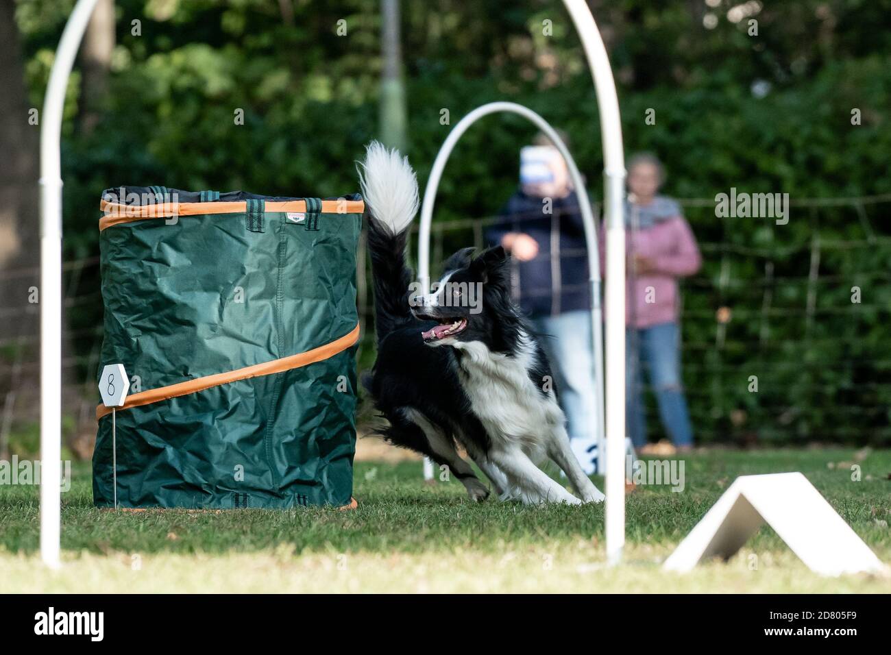 Dog at hoopers parcours / Hund im Hoopers Parcour Stock Photo - Alamy