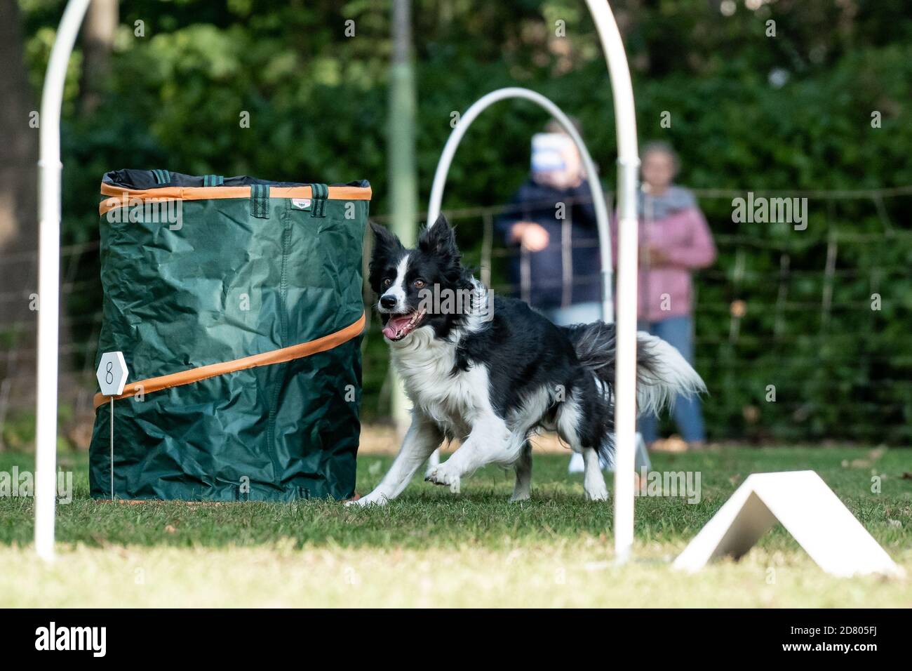 Dog at hoopers parcours / Hund im Hoopers Parcour Stock Photo - Alamy