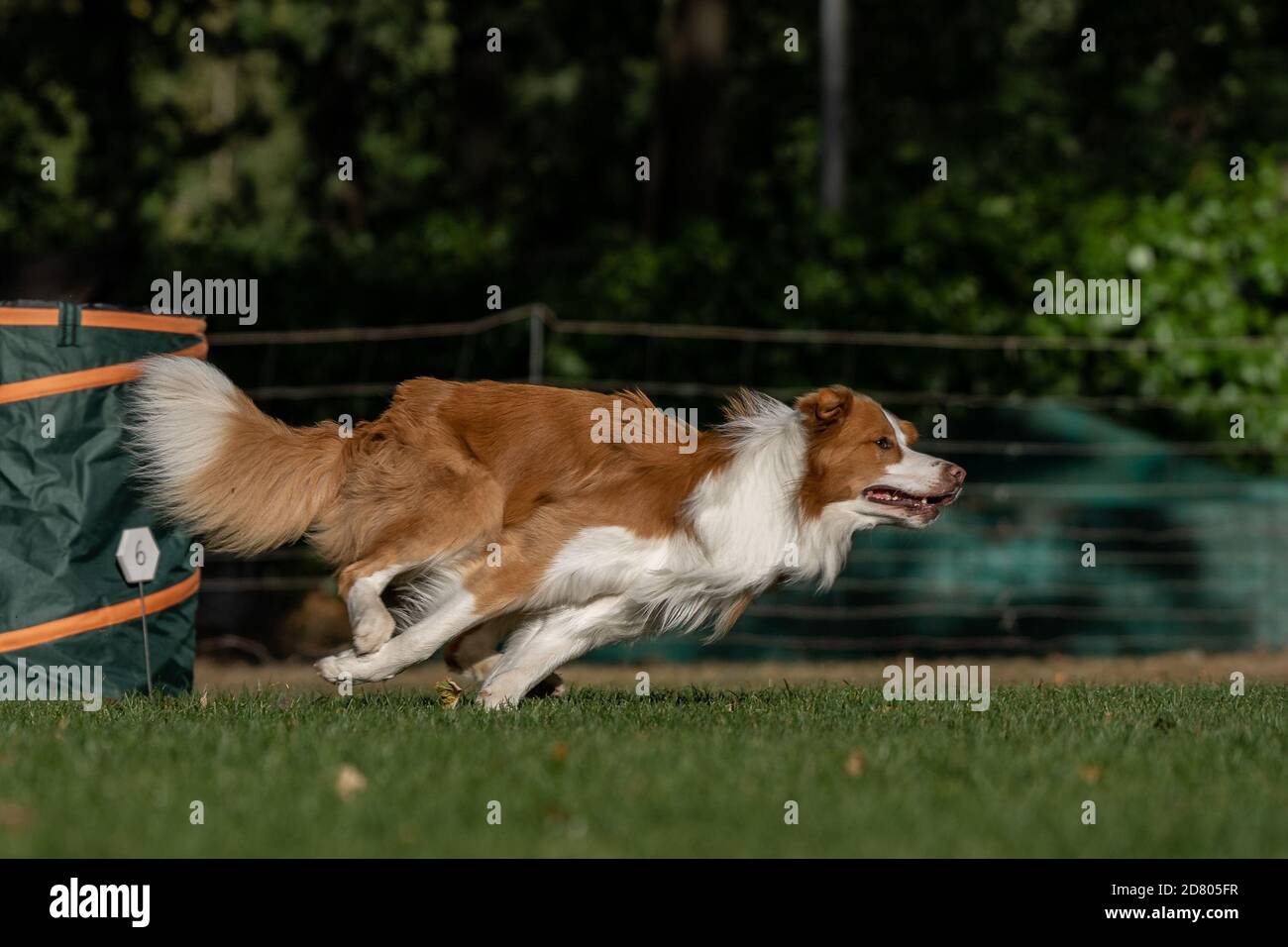 Dog at hoopers parcours / Hund im Hoopers Parcour Stock Photo - Alamy