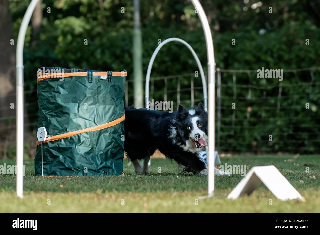 Dog at hoopers parcours / Hund im Hoopers Parcour Stock Photo - Alamy