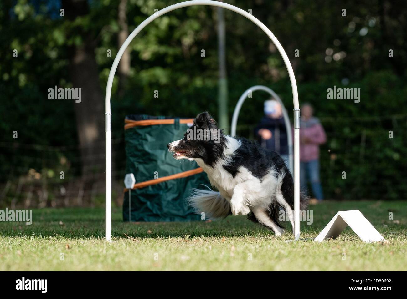 Dog at hoopers parcours / Hund im Hoopers Parcour Stock Photo - Alamy