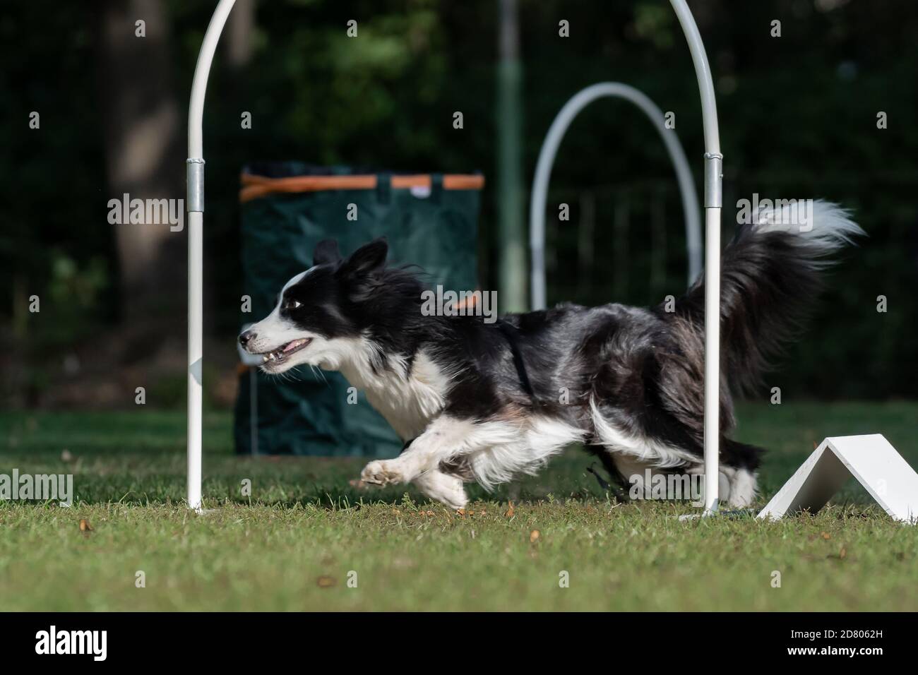 Dog at hoopers parcours / Hund im Hoopers Parcour Stock Photo - Alamy