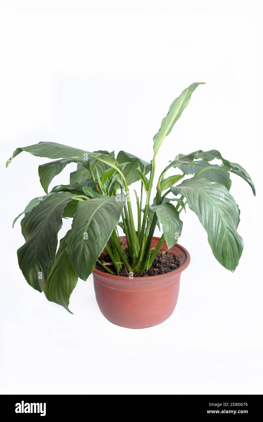 Plants pots white background hi-res stock photography and images - Alamy