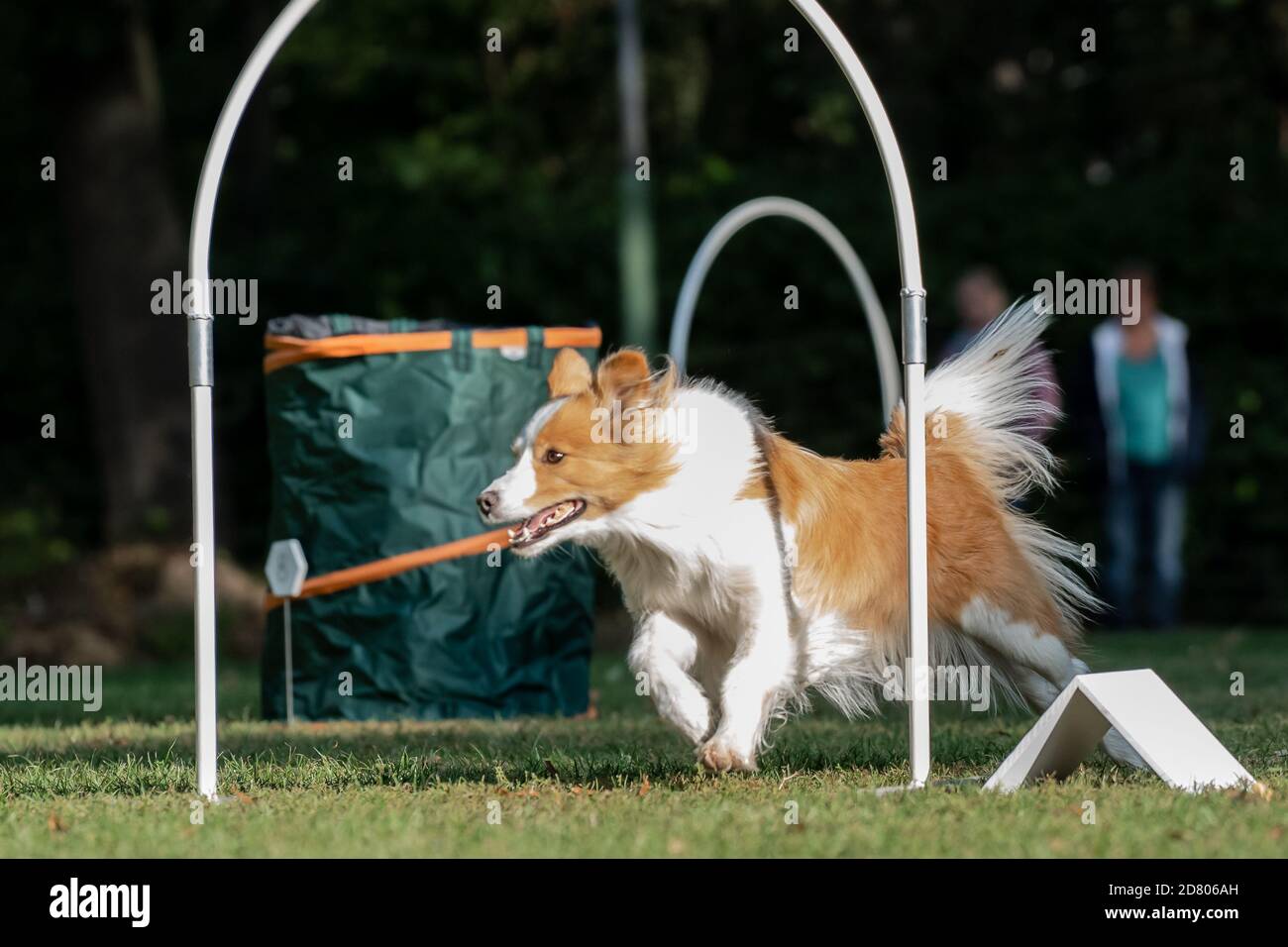 Dog at hoopers parcours / Hund im Hoopers Parcour Stock Photo - Alamy