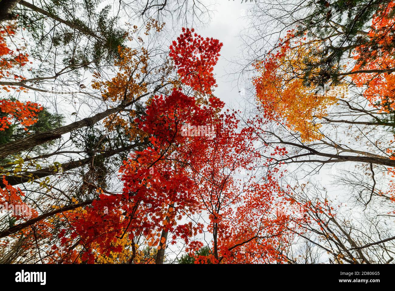 Autumn in forest - maple leaves in sunlight. Wide angle shot Stock ...