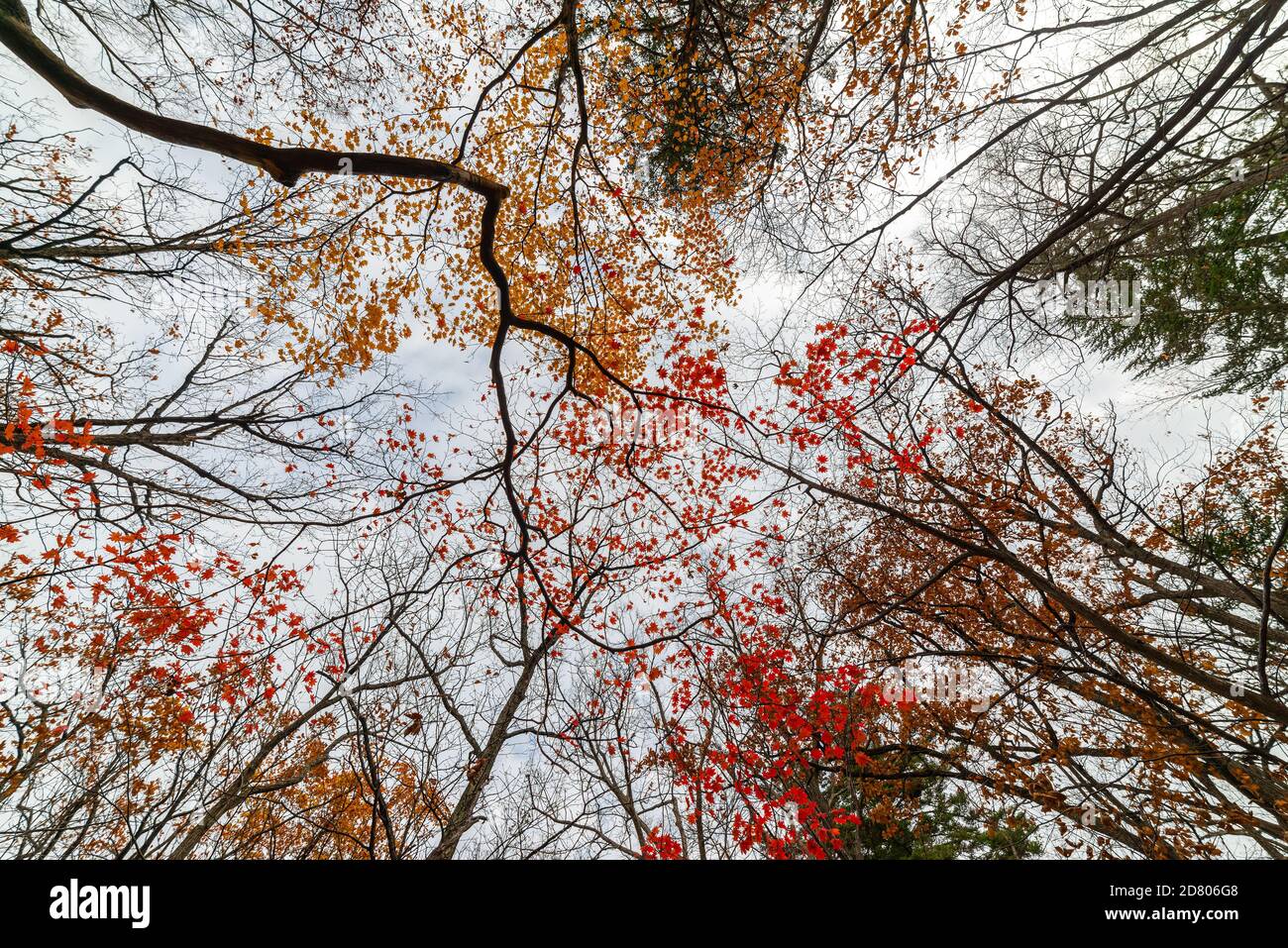 Autumn in forest - maple leaves in sunlight. Wide angle shot Stock ...