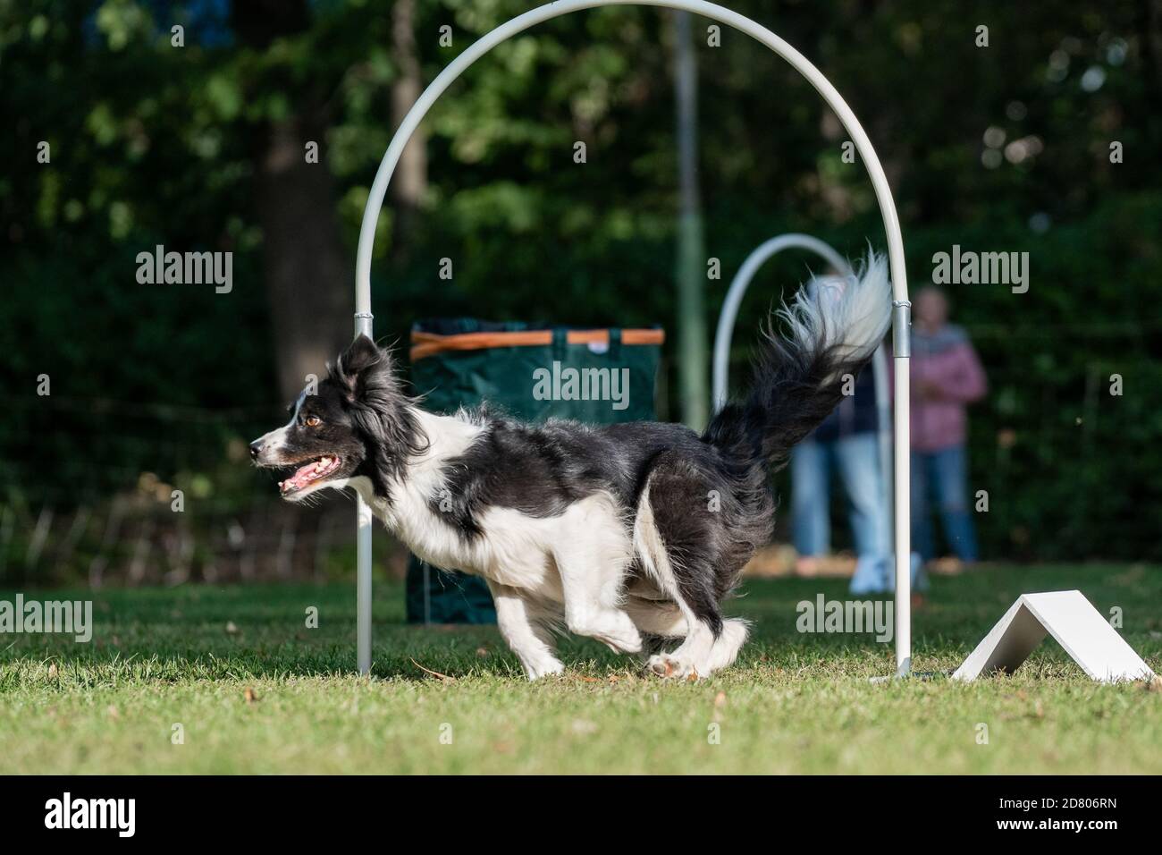 Dog at hoopers parcours / Hund im Hoopers Parcour Stock Photo - Alamy