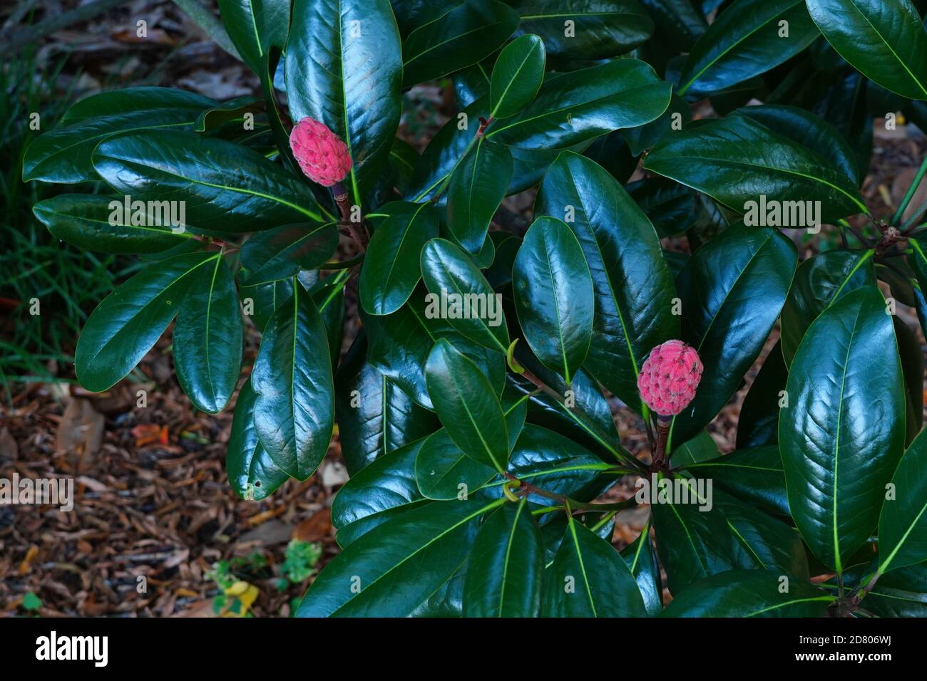Red fruit of a Southern Magnolia tree Stock Photo - Alamy