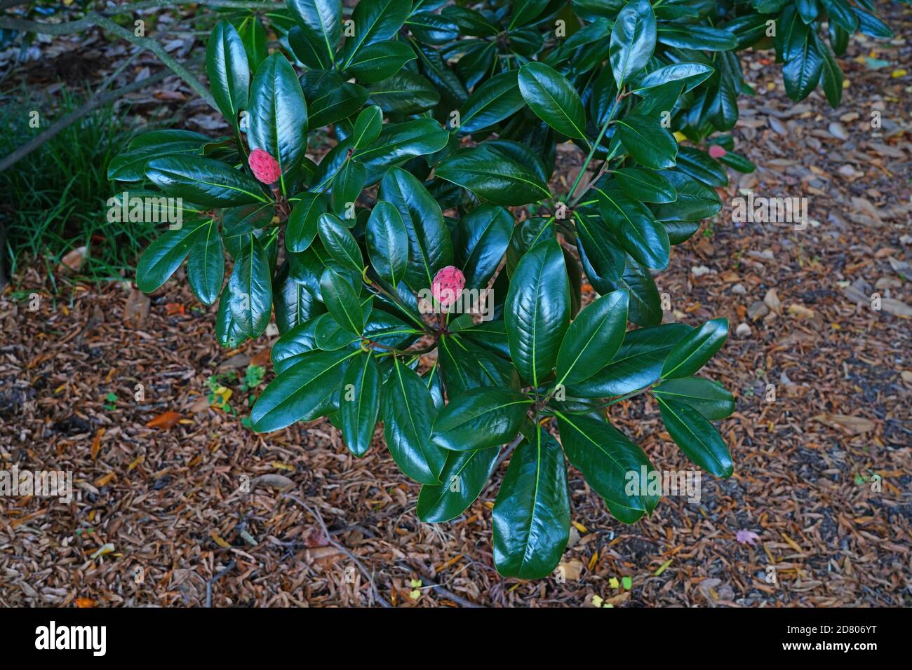Red fruit of a Southern Magnolia tree Stock Photo - Alamy