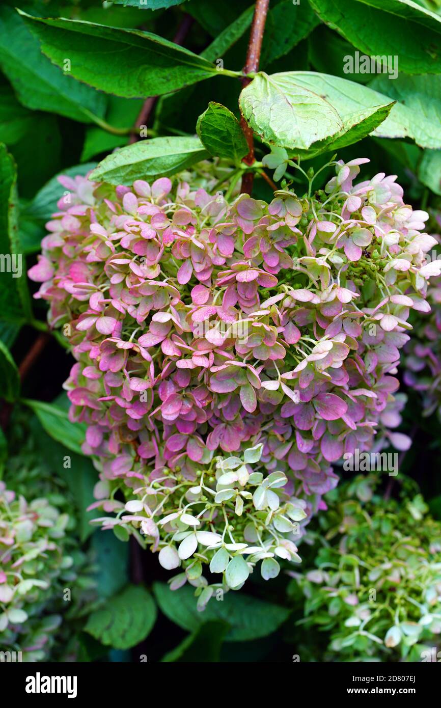Pink heads of weeping hydrangea paniculata flowers Stock Photo - Alamy