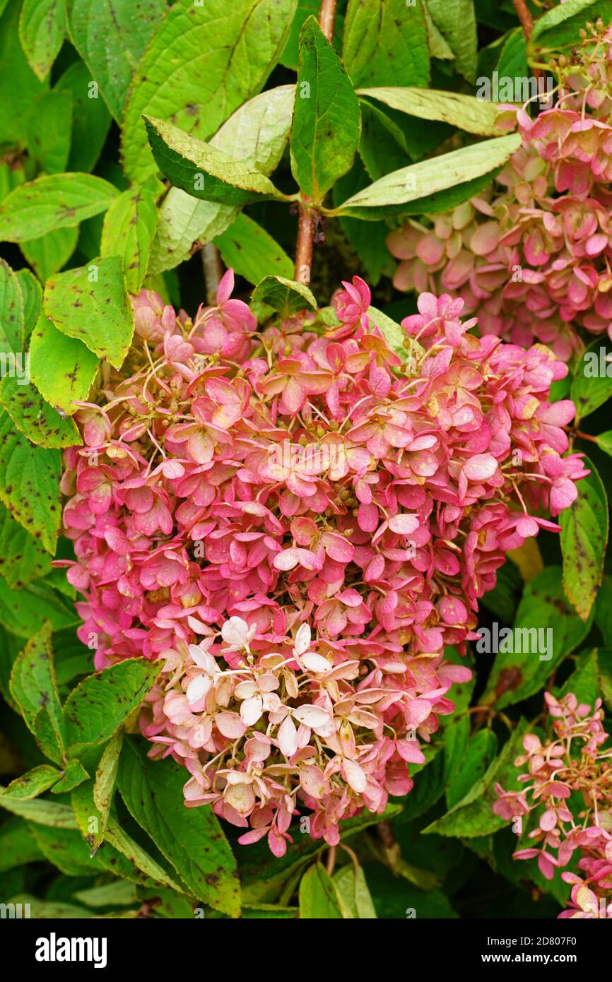 Pink heads of weeping hydrangea paniculata flowers Stock Photo - Alamy