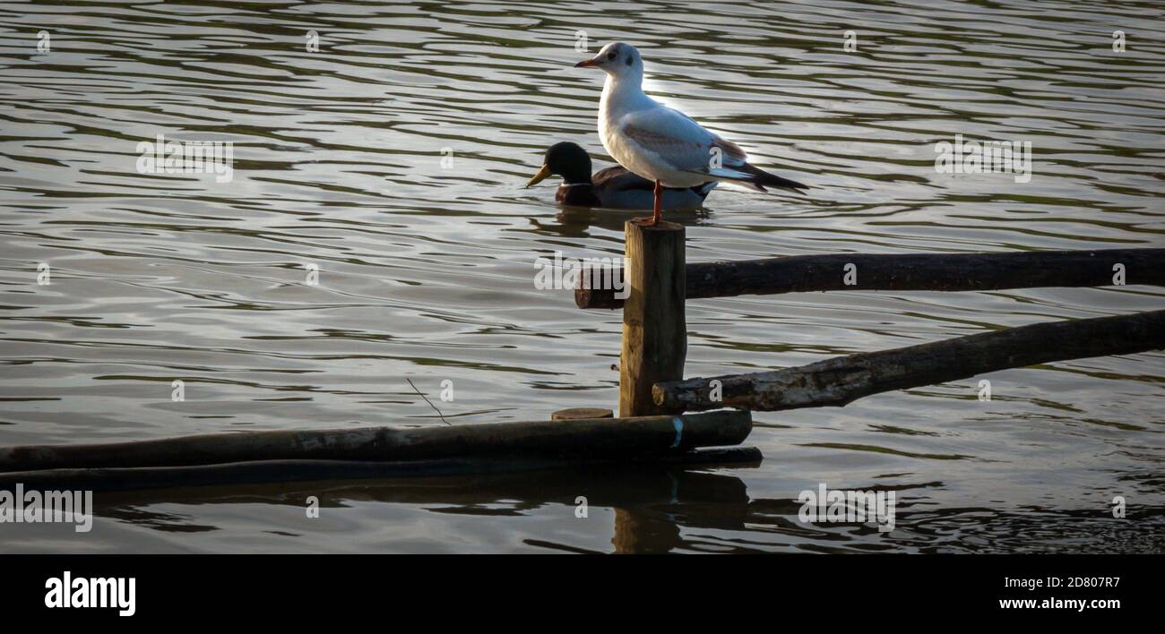 Alamada hi-res stock photography and images - Alamy