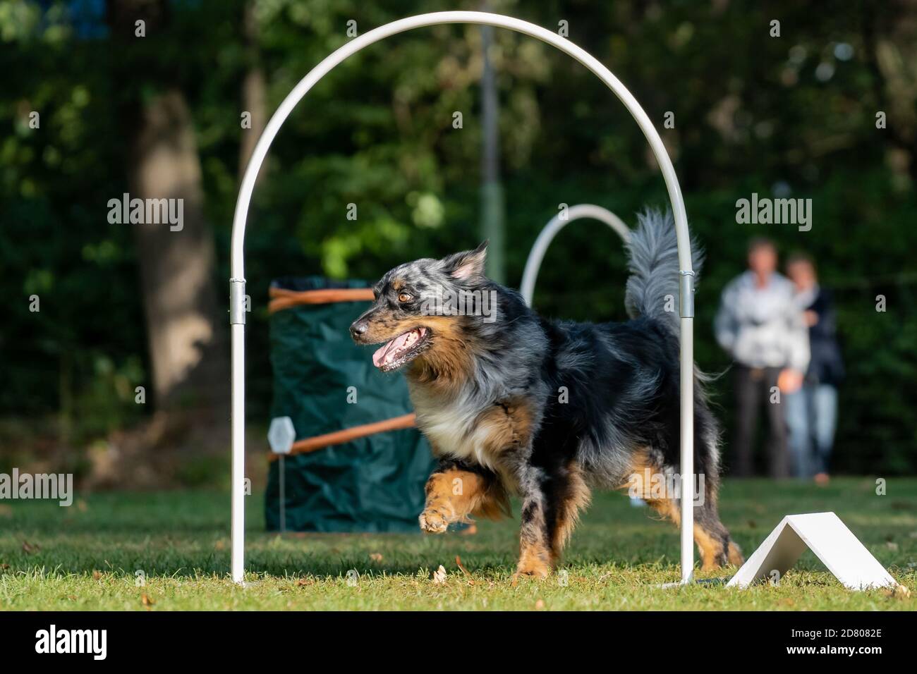 Dog at hoopers parcours / Hund im Hoopers Parcour Stock Photo - Alamy