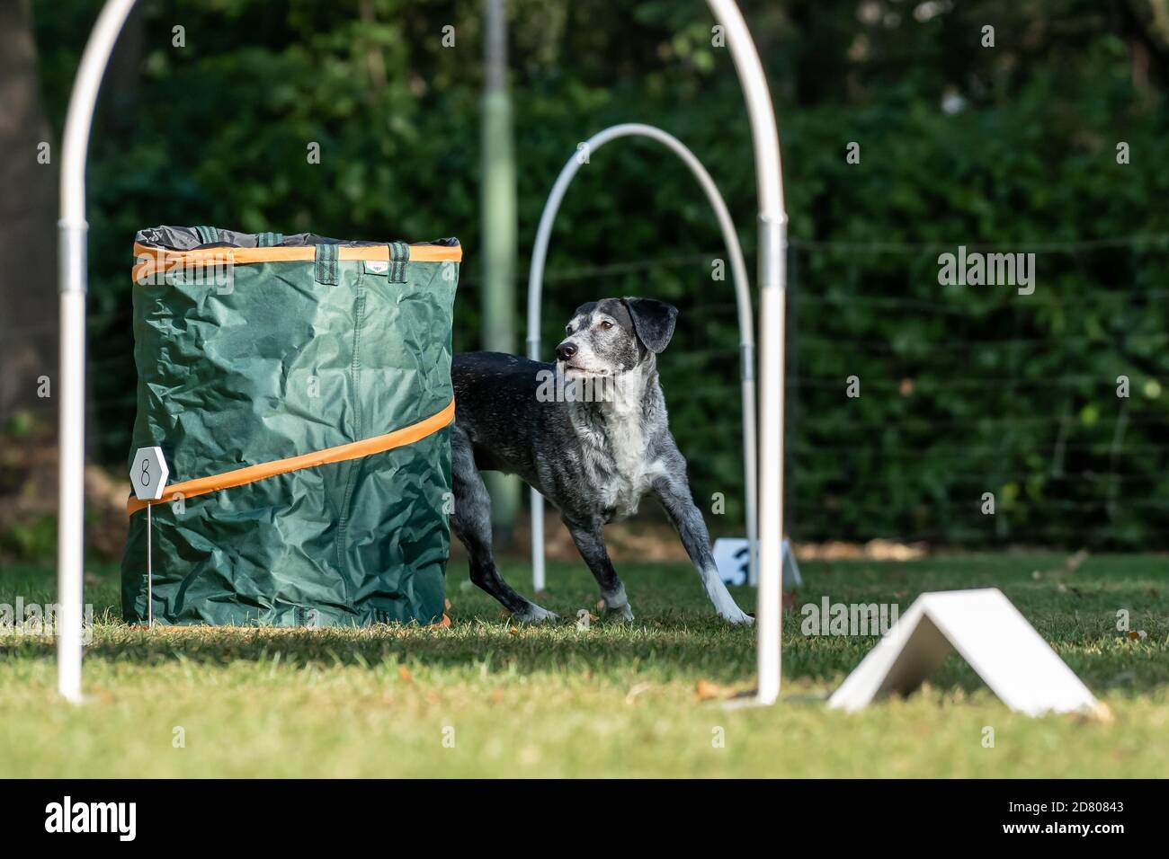 Dog at hoopers parcours / Hund im Hoopers Parcour Stock Photo - Alamy