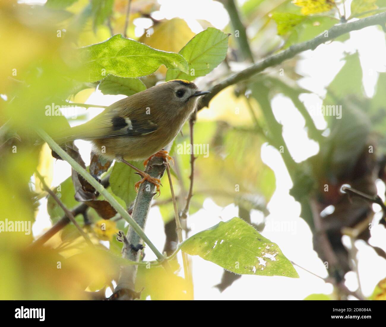 Goldcrest behaviour hi-res stock photography and images - Alamy