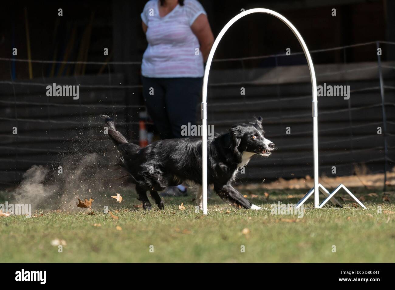 Dog at hoopers parcours / Hund im Hoopers Parcour Stock Photo - Alamy