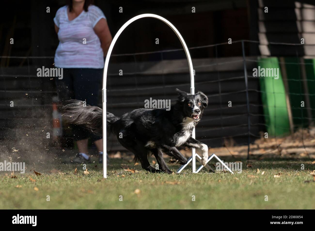 Dog at hoopers parcours / Hund im Hoopers Parcour Stock Photo - Alamy