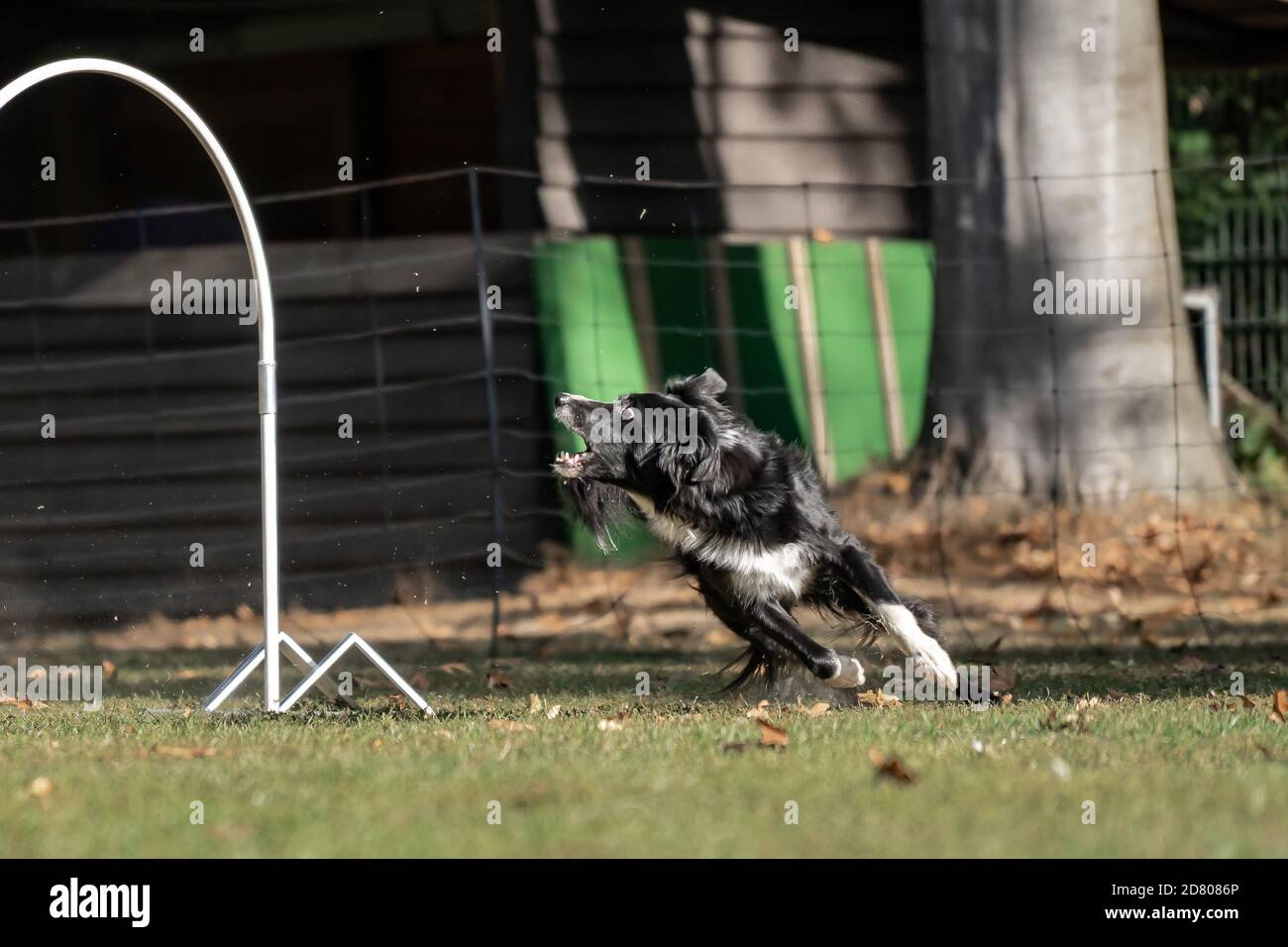 Dog at hoopers parcours / Hund im Hoopers Parcour Stock Photo - Alamy