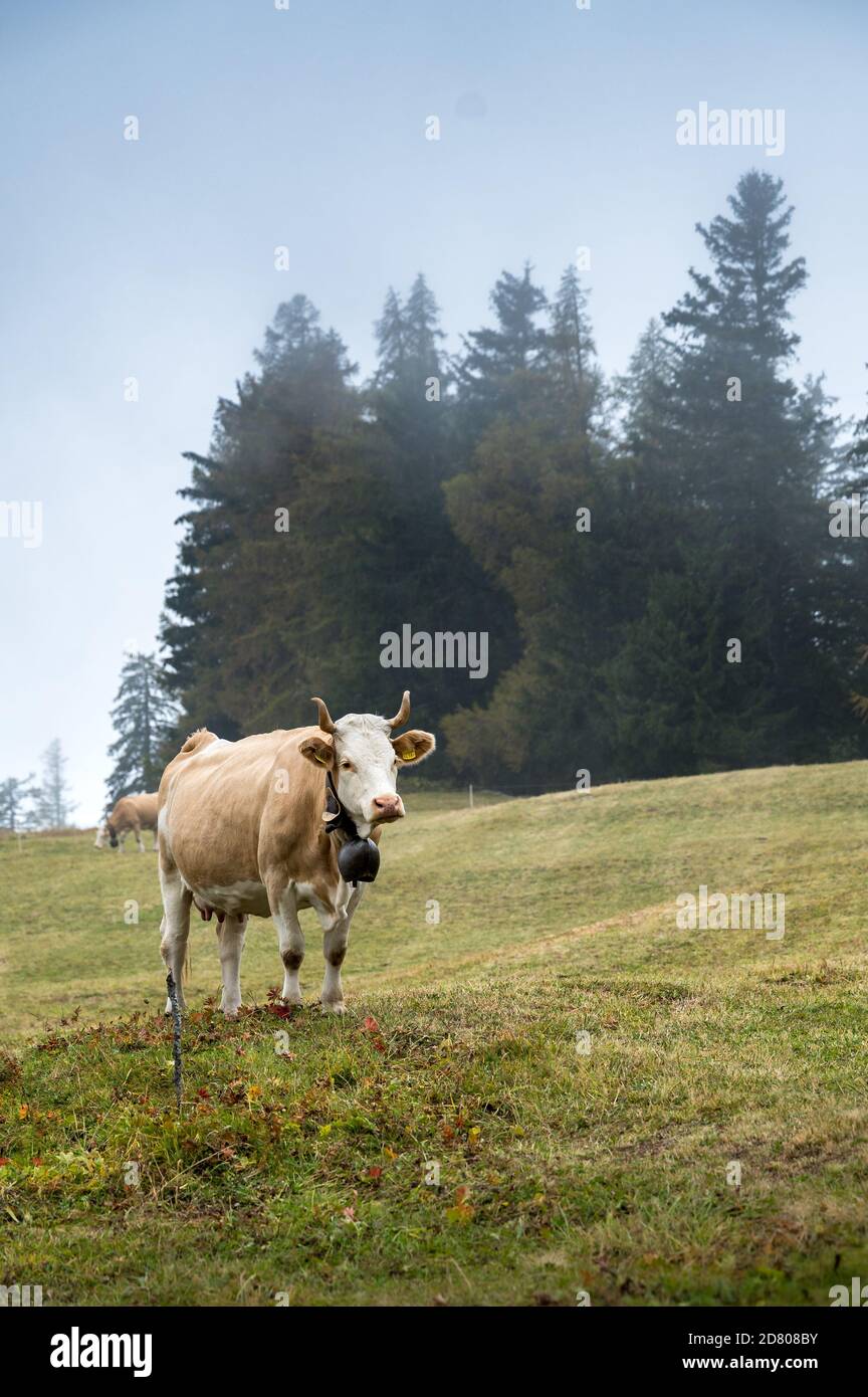 swiss cow in the mist Stock Photo - Alamy